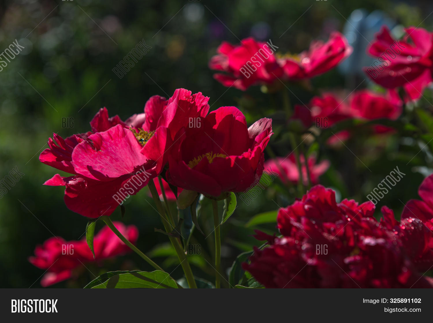 Bud Peony. Open Peony Image & Photo (Free Trial) | Bigstock
