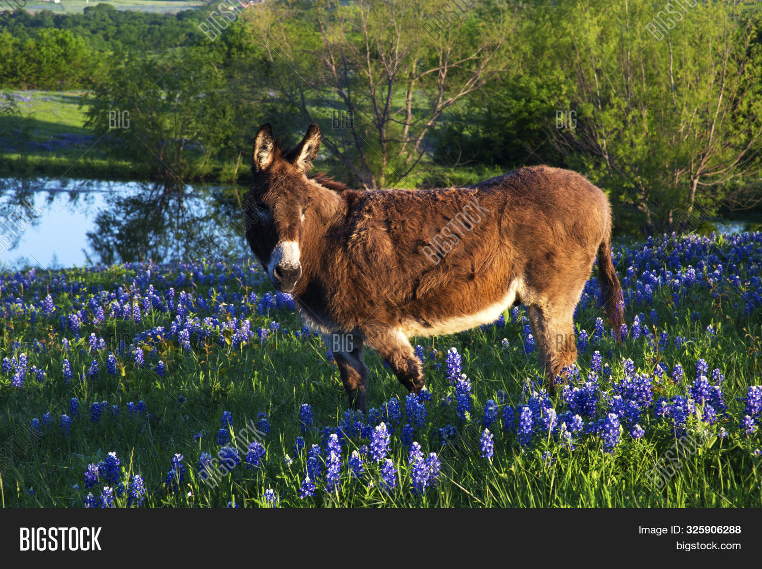 Donkey Field Image & Photo (Free Trial) | Bigstock