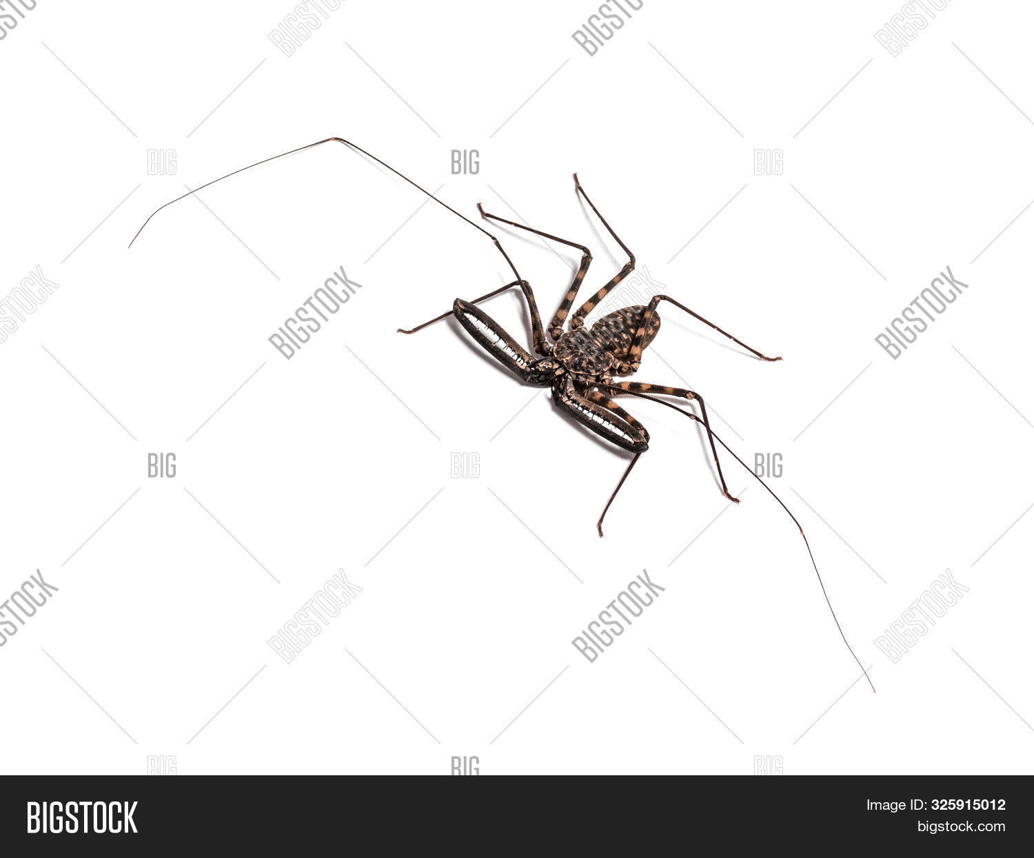 Damon Diadema Species Image & Photo (Free Trial) | Bigstock