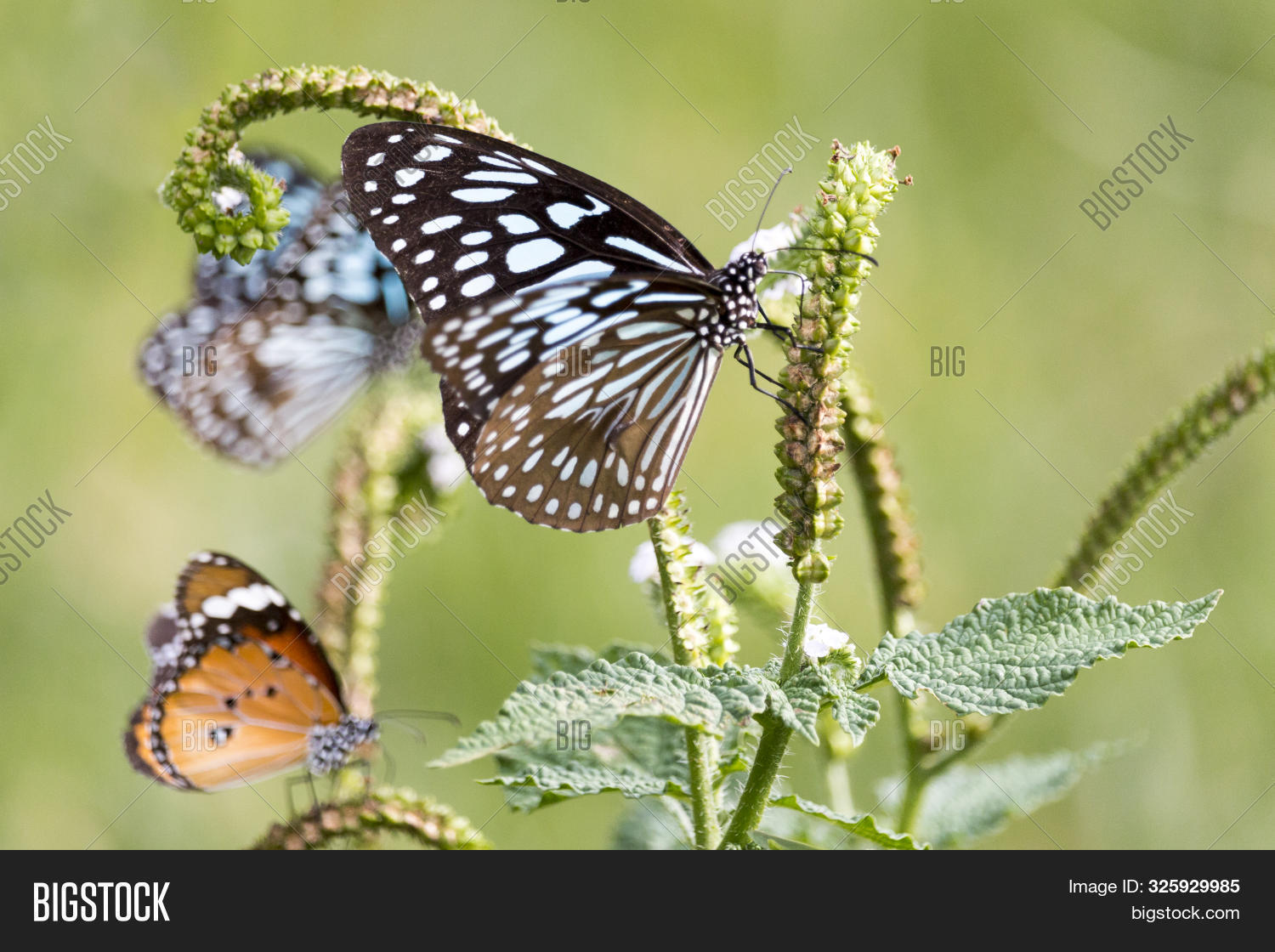Two Blue Butterflies Image & Photo (Free Trial) | Bigstock