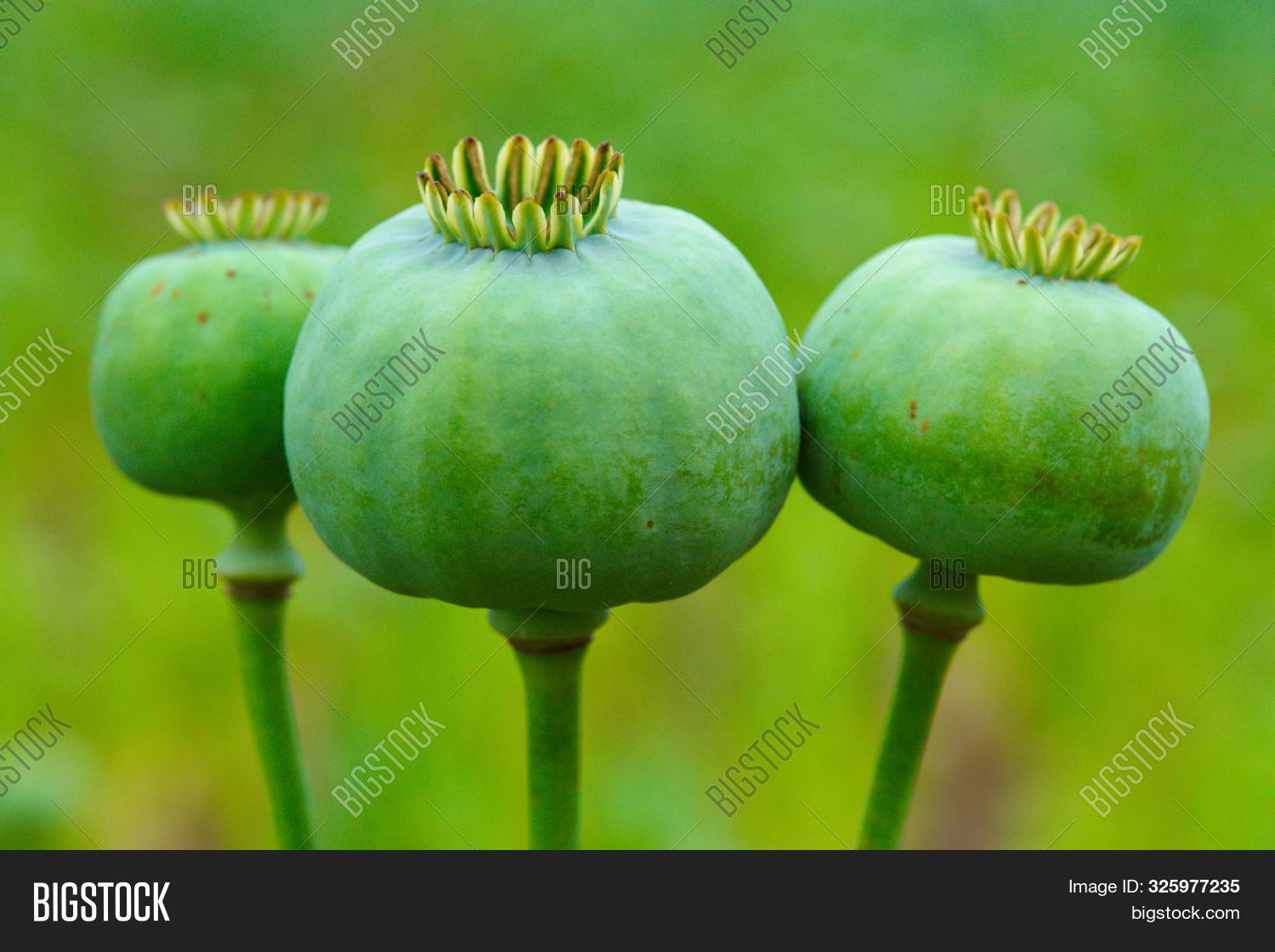 Opium, Poppy Capsule. Image & Photo (Free Trial) | Bigstock