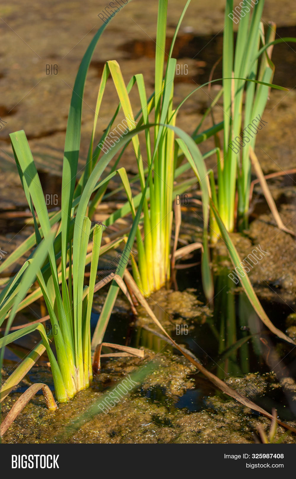 Swamp Grass Grows Image & Photo (Free Trial) | Bigstock