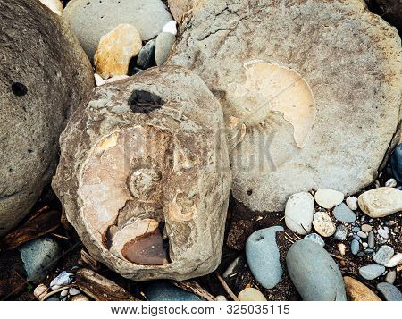 Remains Extinct Image & Photo (Free Trial) | Bigstock
