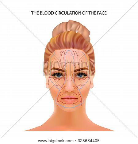 Blood Circulation Vector & Photo (Free Trial) | Bigstock