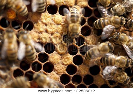 Bees Taking Care Bee- Image & Photo (Free Trial) | Bigstock