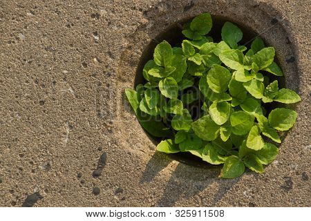 Weed Growing Pavement Image & Photo (Free Trial) | Bigstock