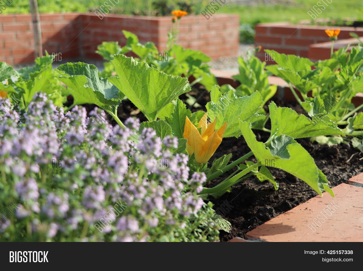Modern Vegetable Image & Photo (Free Trial) | Bigstock
