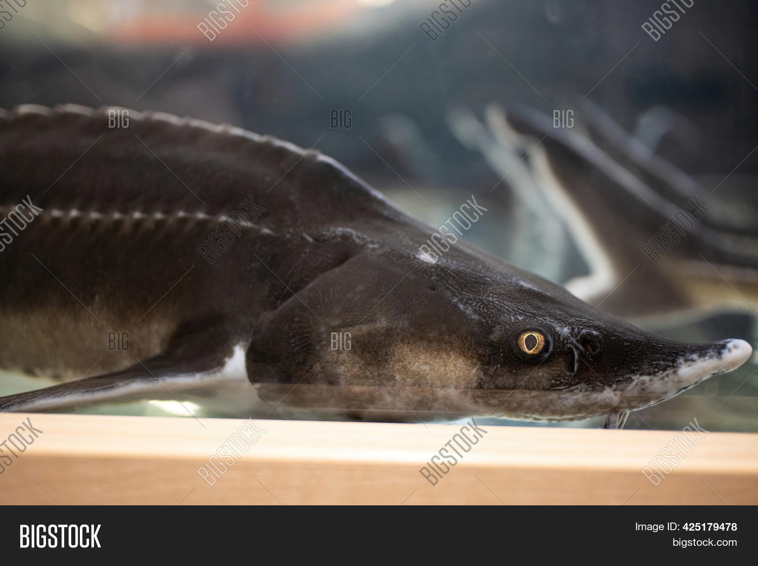Beautiful Sterlet Fish Image & Photo (Free Trial) | Bigstock