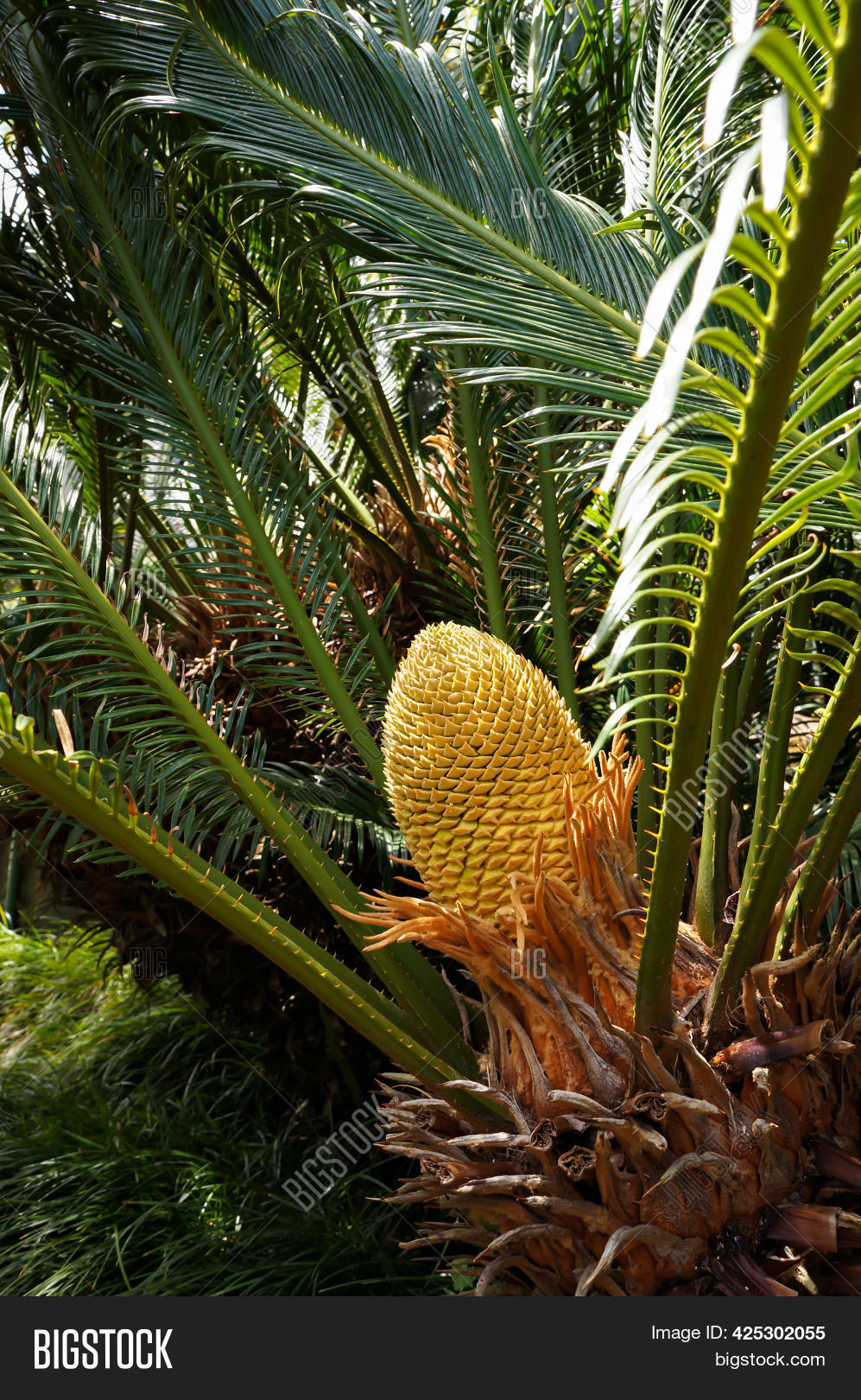 Cycad - Palm-like Image & Photo (Free Trial) | Bigstock