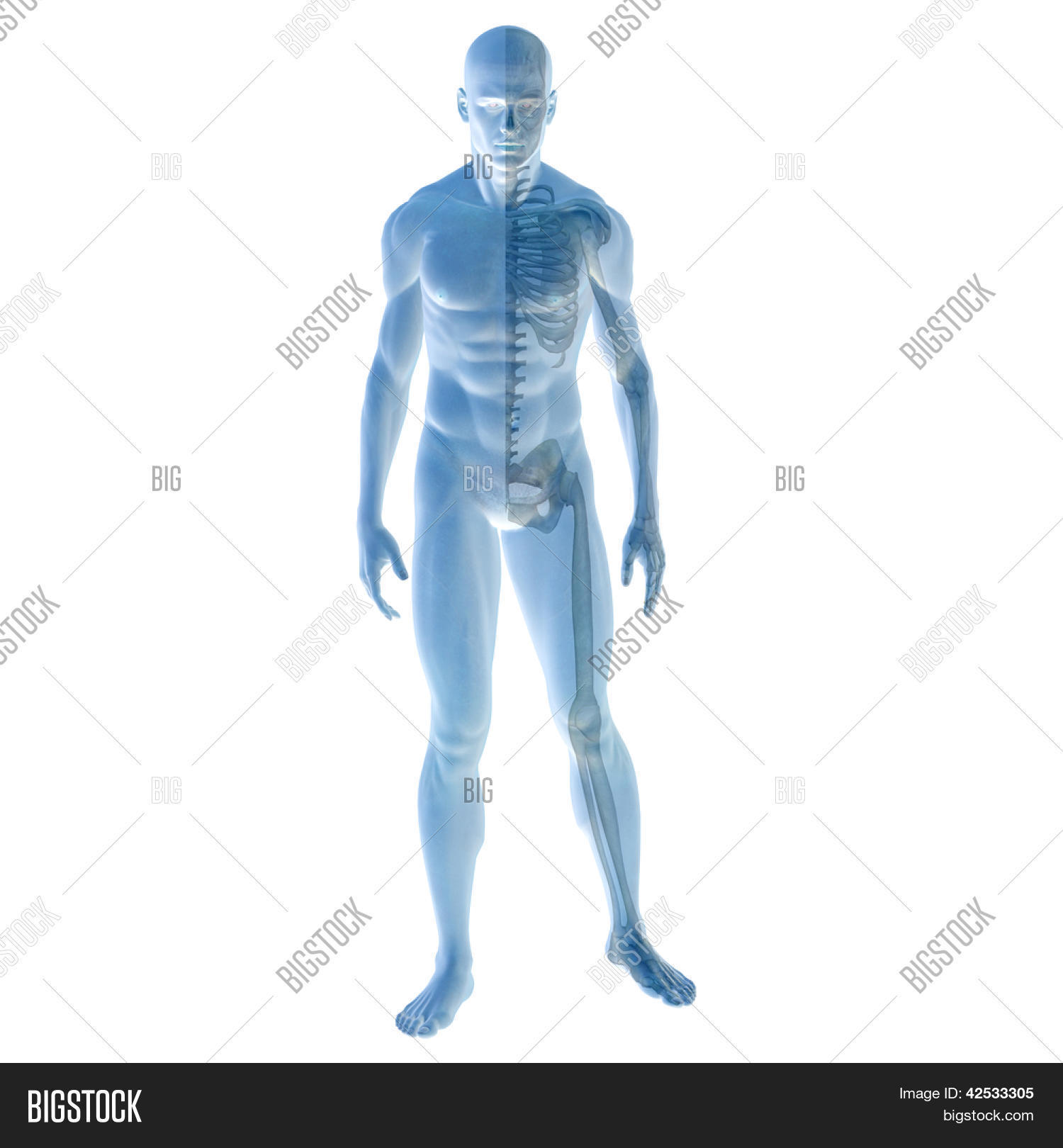 3d Human Male Anatomy Image & Photo (Free Trial) | Bigstock