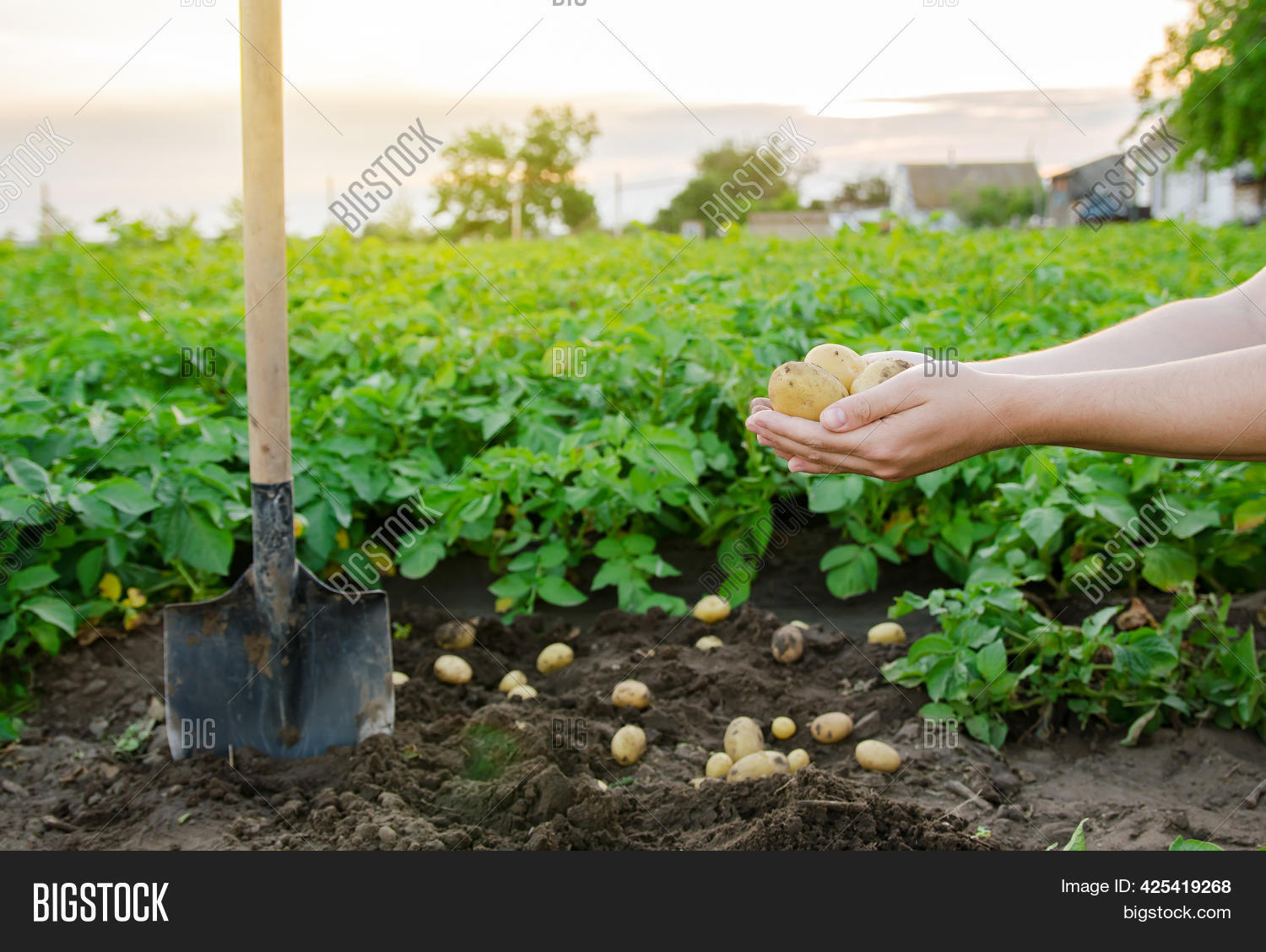 Fresh Young Potatoes Image & Photo (Free Trial) | Bigstock