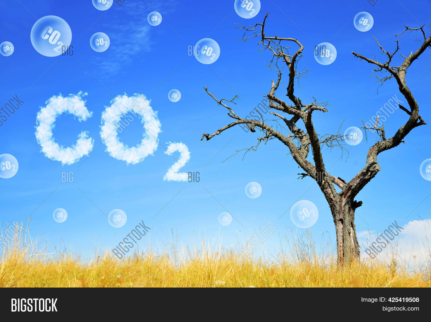 Dead Tree Bubbles CO2 Image & Photo (Free Trial) | Bigstock