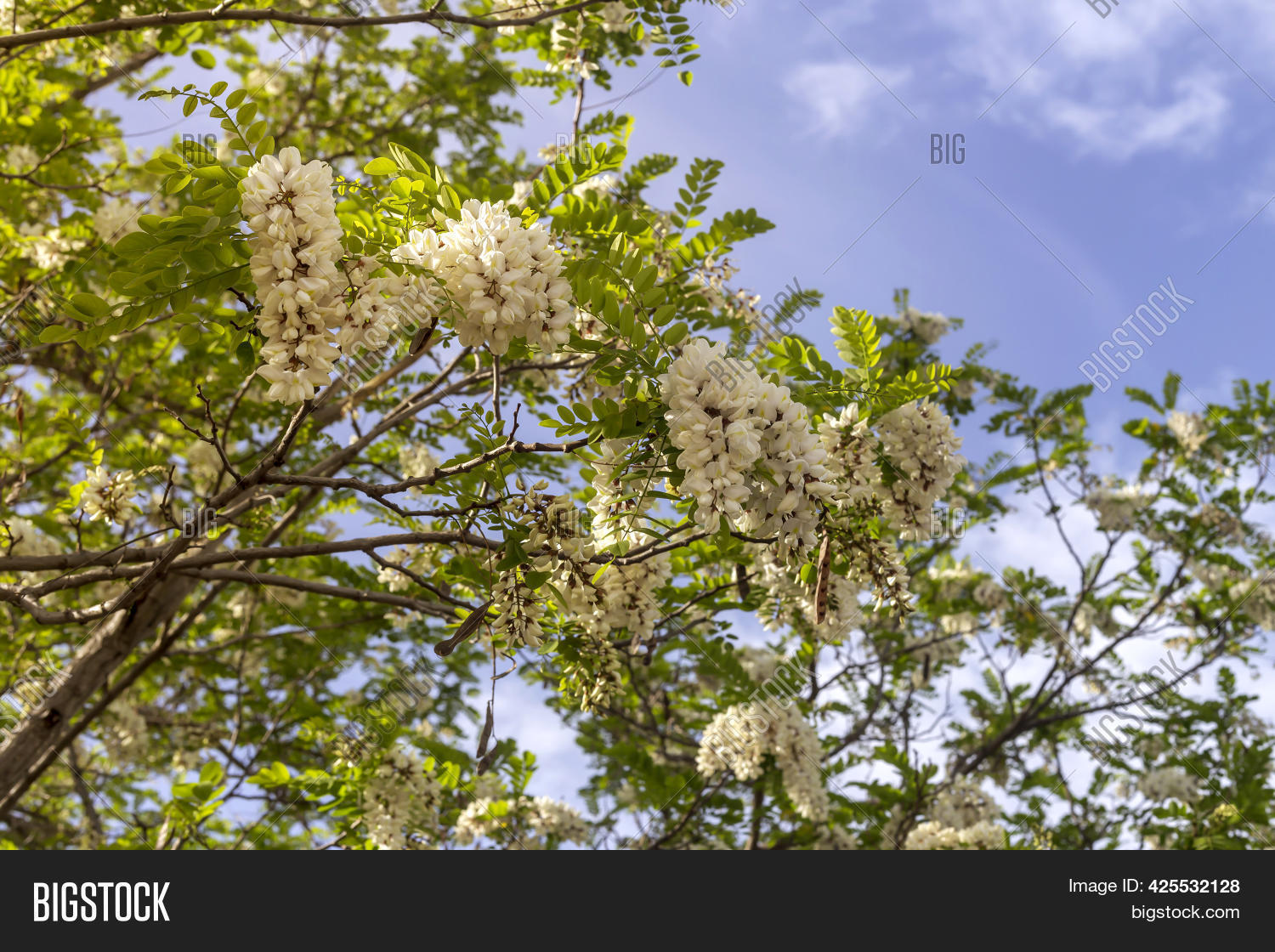 Branches Beautiful, Image & Photo (Free Trial) | Bigstock