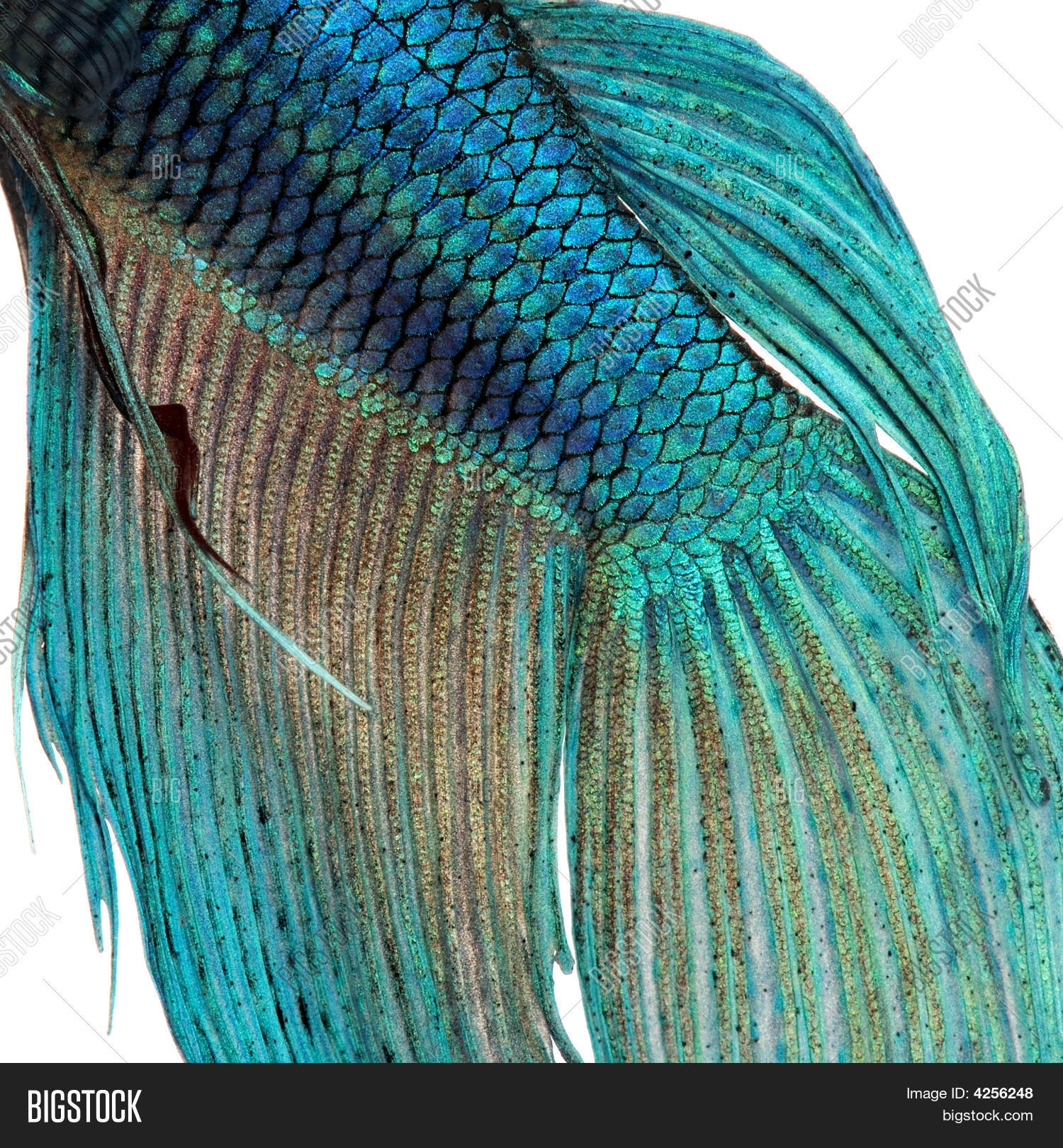 Close- On Fish Skin - Image & Photo (Free Trial) | Bigstock