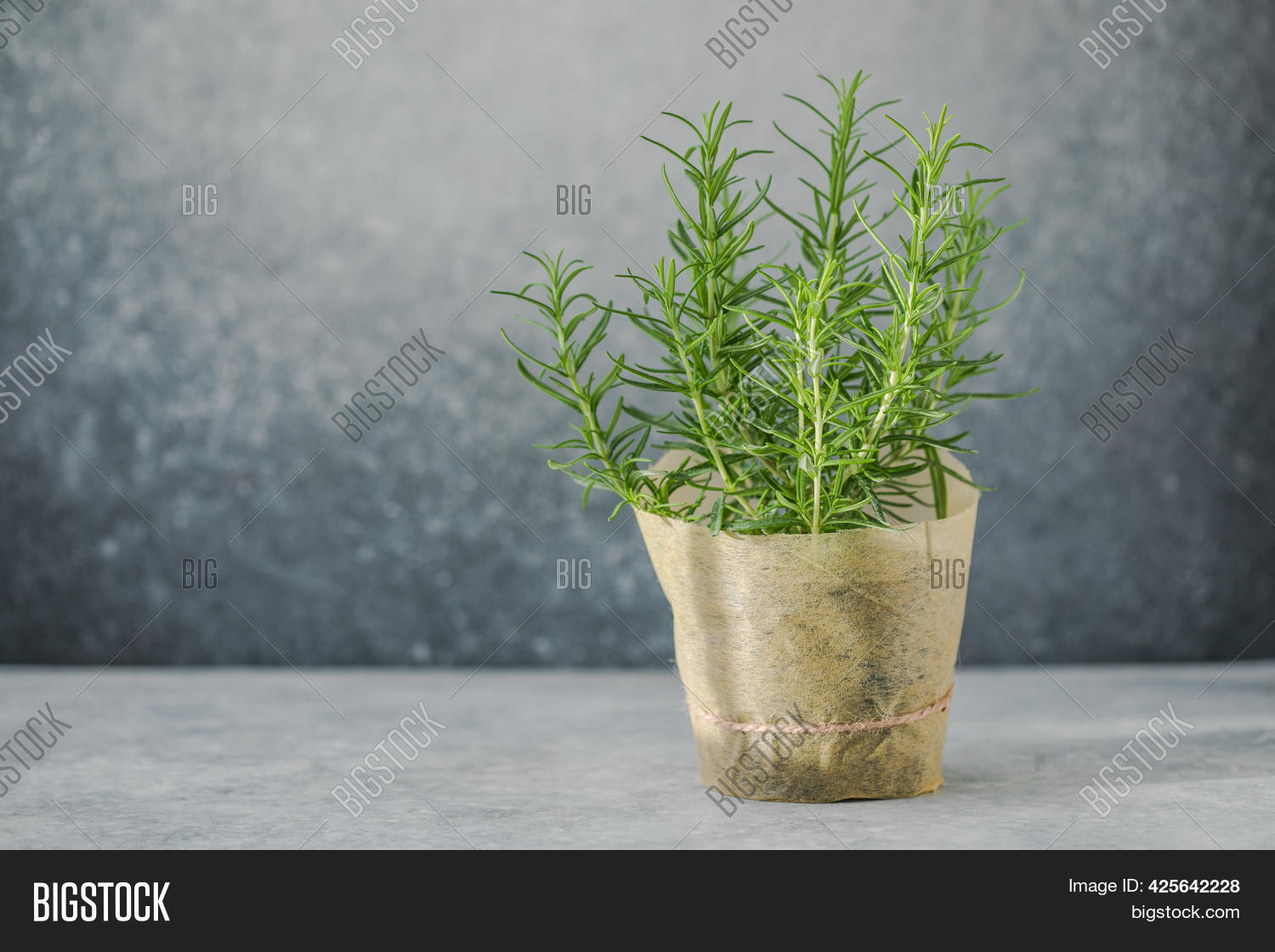 Rosemary Grows Pot. Image & Photo (Free Trial) | Bigstock