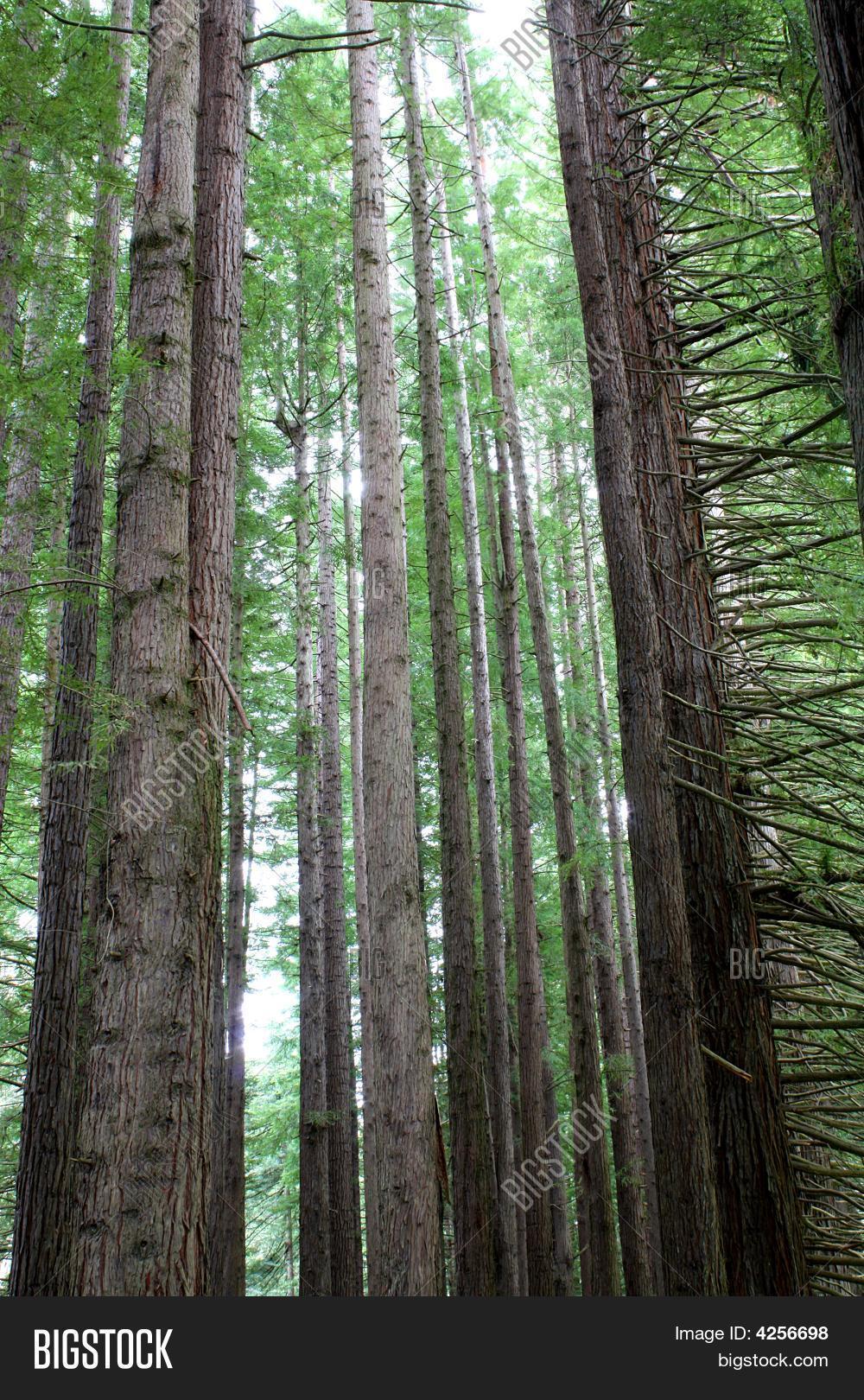 Tall Trees Image & Photo (Free Trial) | Bigstock