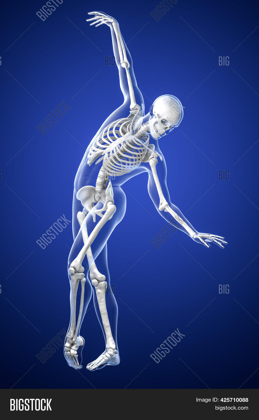 Anatomy Dancing Ballet Image & Photo (Free Trial) | Bigstock