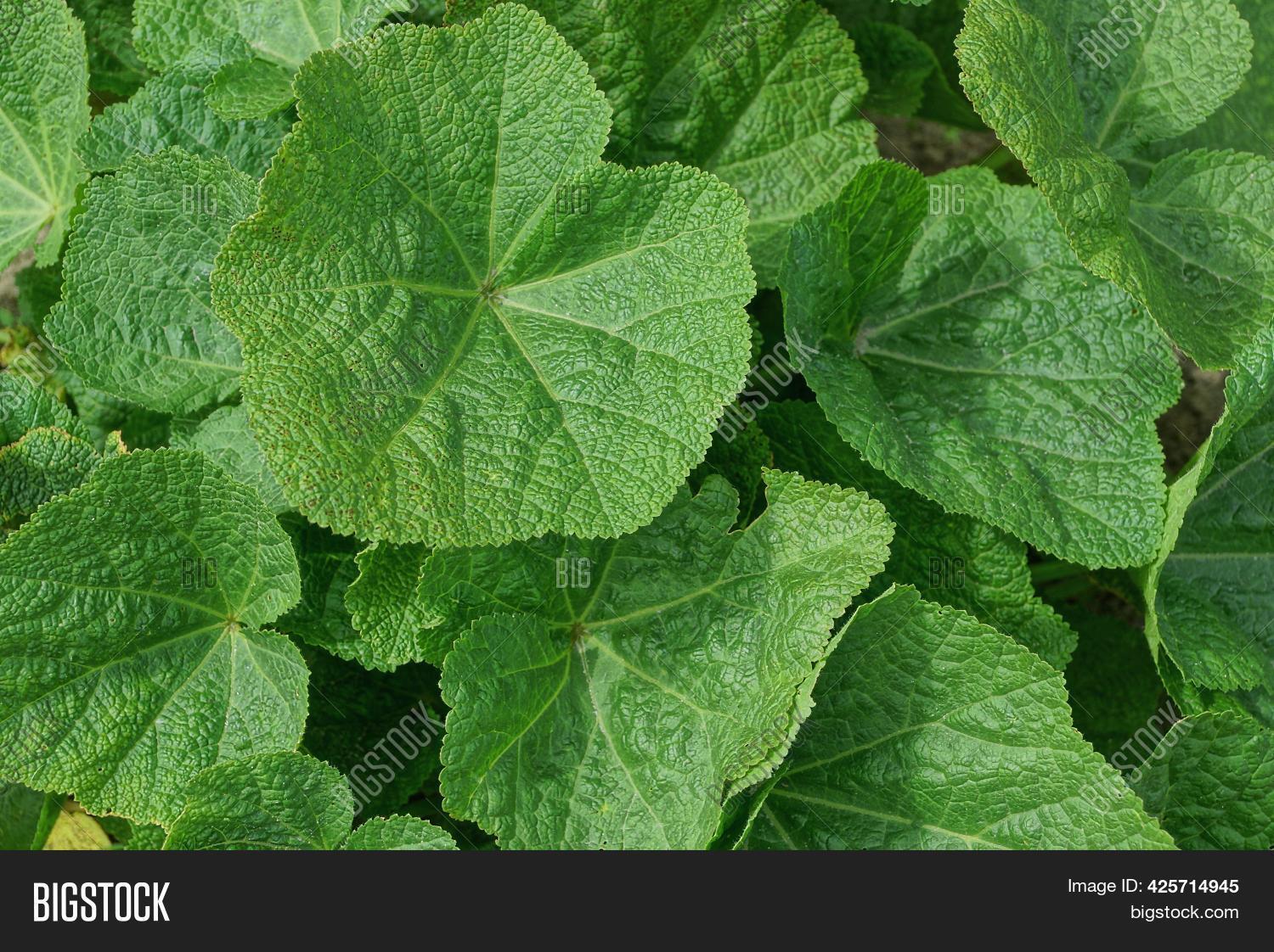 Natural Plant Texture Image & Photo (Free Trial) | Bigstock