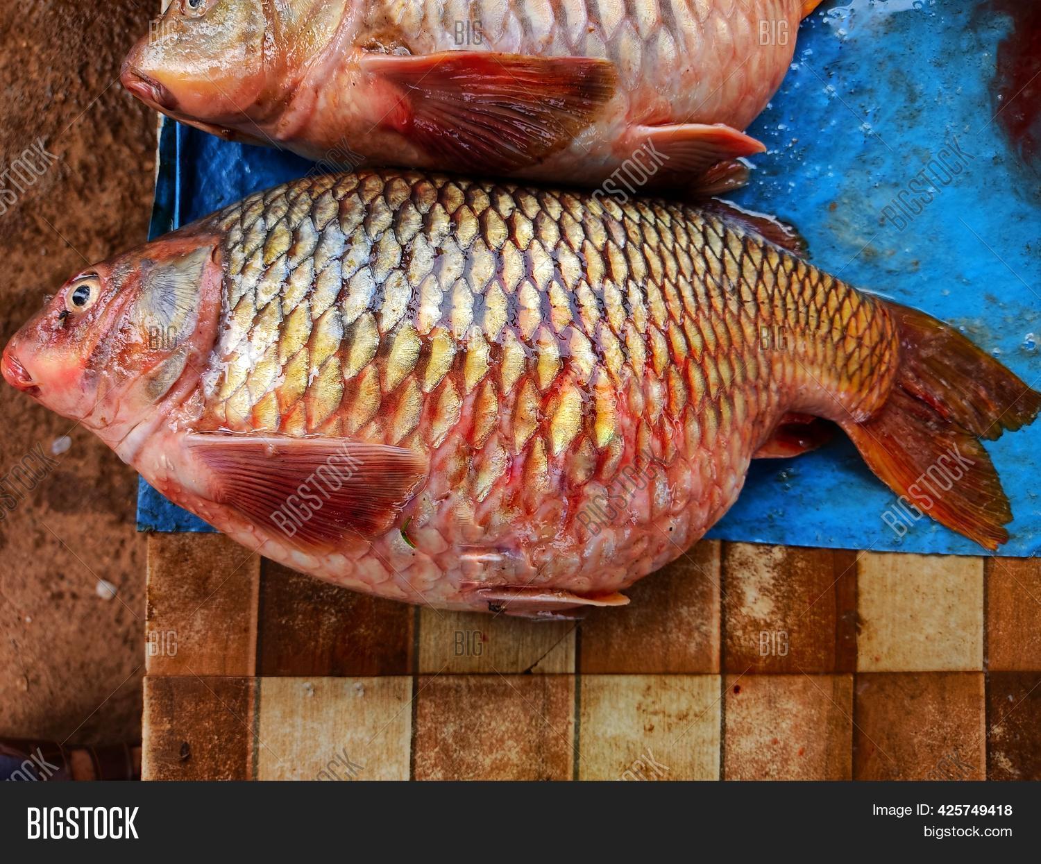 Big Common Carp Image & Photo (Free Trial) | Bigstock