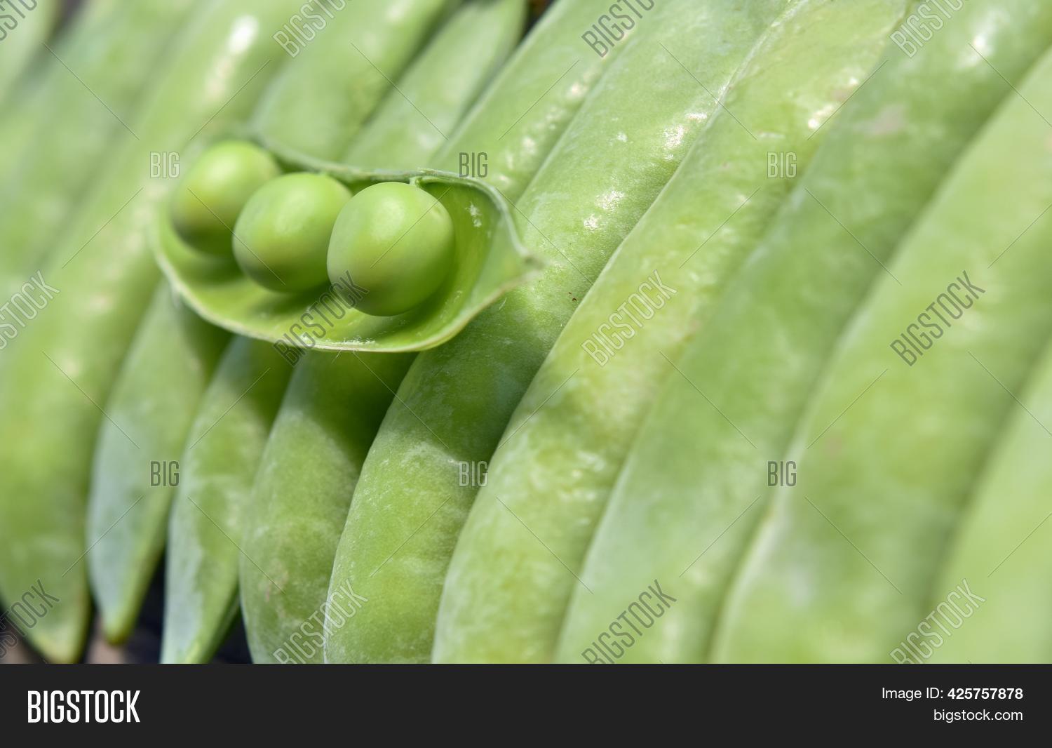 Vegetable Background Image & Photo (Free Trial) | Bigstock