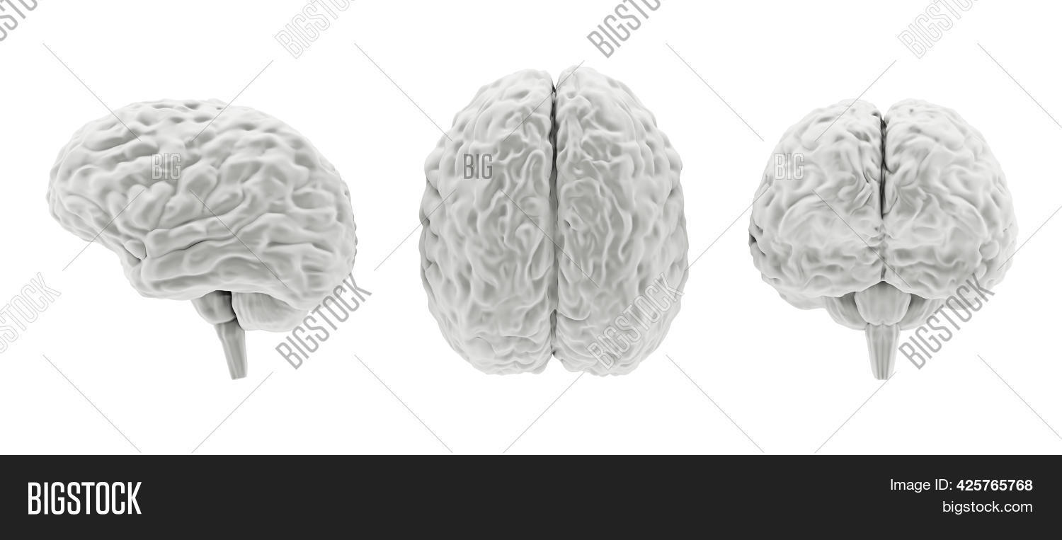 Grayscale Human Brain Image & Photo (Free Trial) | Bigstock