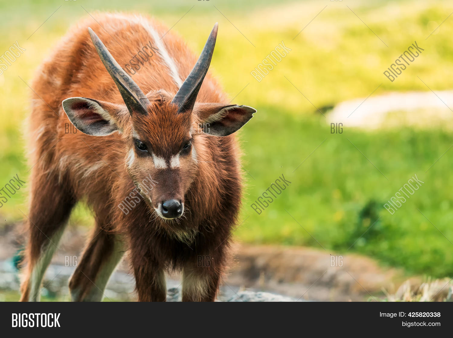 Sitatunga Rare Swamp- Image & Photo (Free Trial) | Bigstock