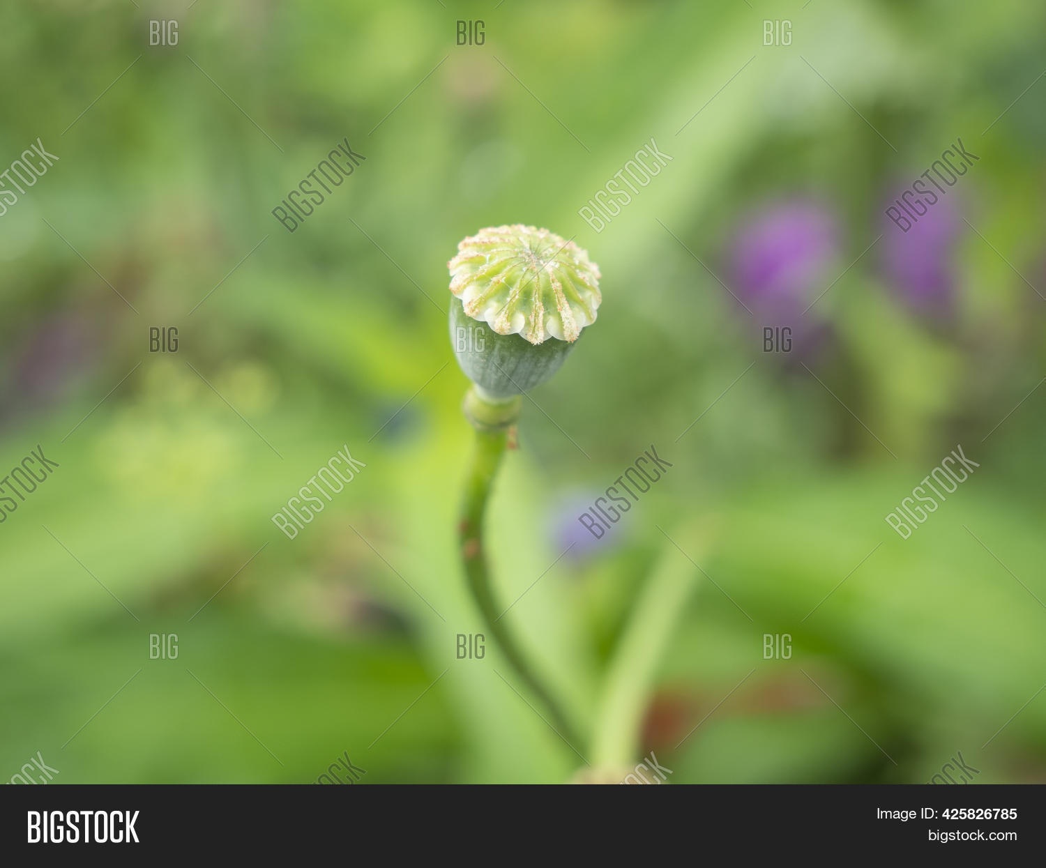 Seed Pod Sleeping Bulb Image & Photo (Free Trial) | Bigstock