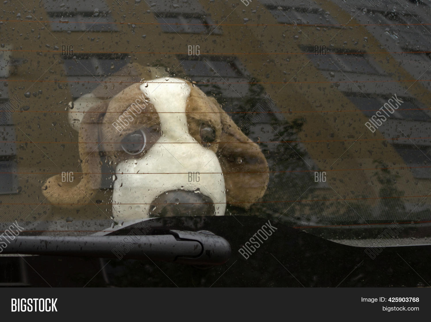 Toy Dog Drooping Ears Image & Photo (Free Trial) | Bigstock