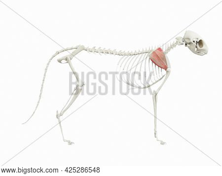 Subscapularis Images, Illustrations & Vectors (Free) - Bigstock