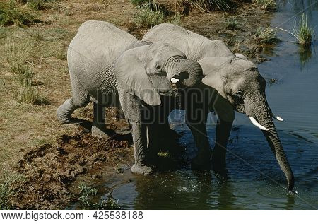 Wild Animal Elephant Image & Photo (Free Trial) | Bigstock