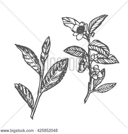 Branch Tea Leaves. Vector & Photo (Free Trial) | Bigstock