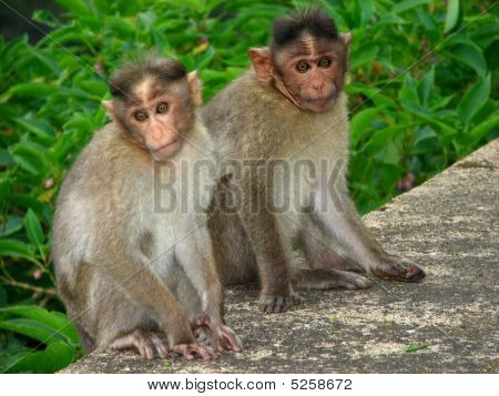 Indian Monkeys Image & Photo (Free Trial) | Bigstock