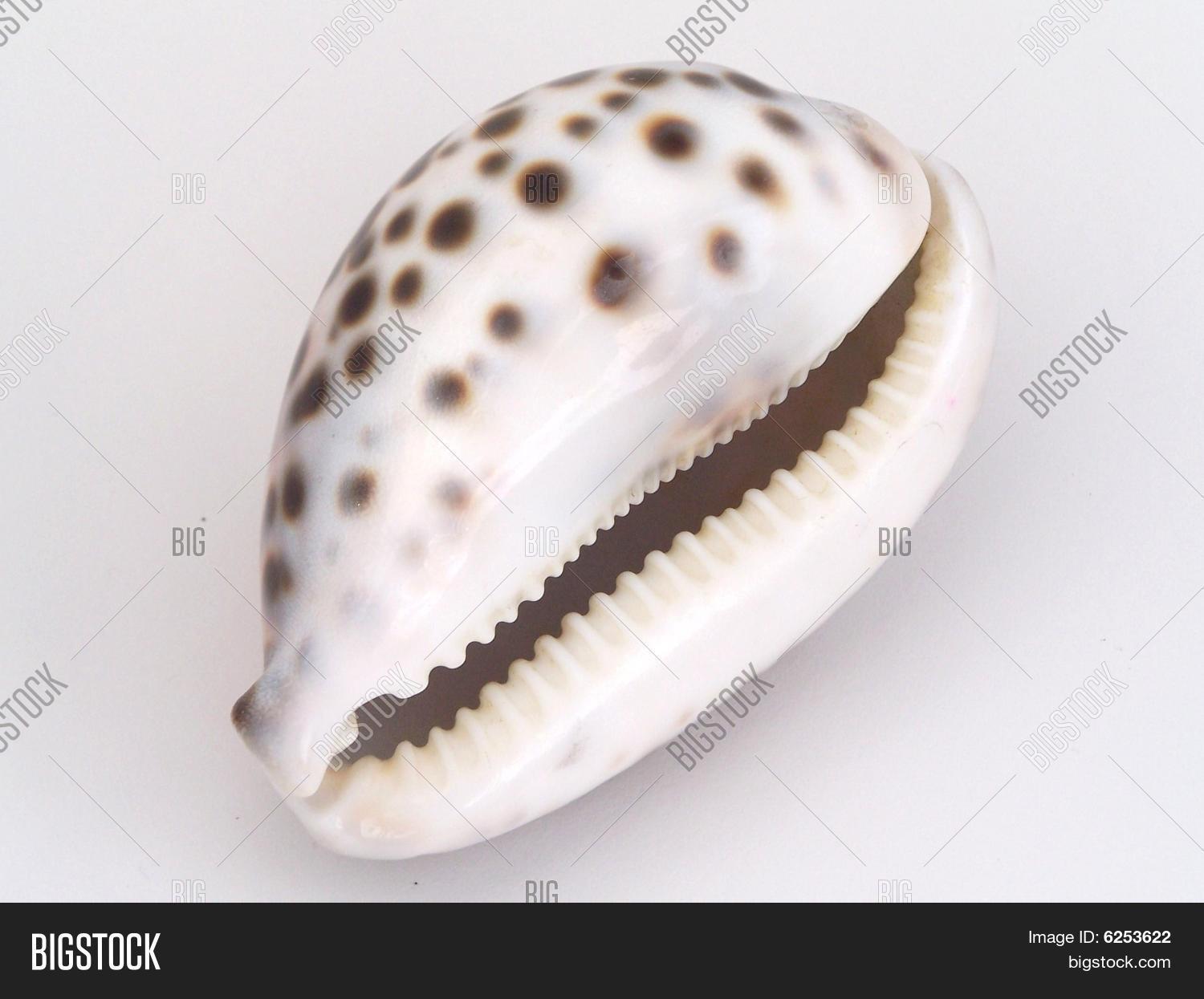 White Shell Brown Image & Photo (Free Trial) | Bigstock