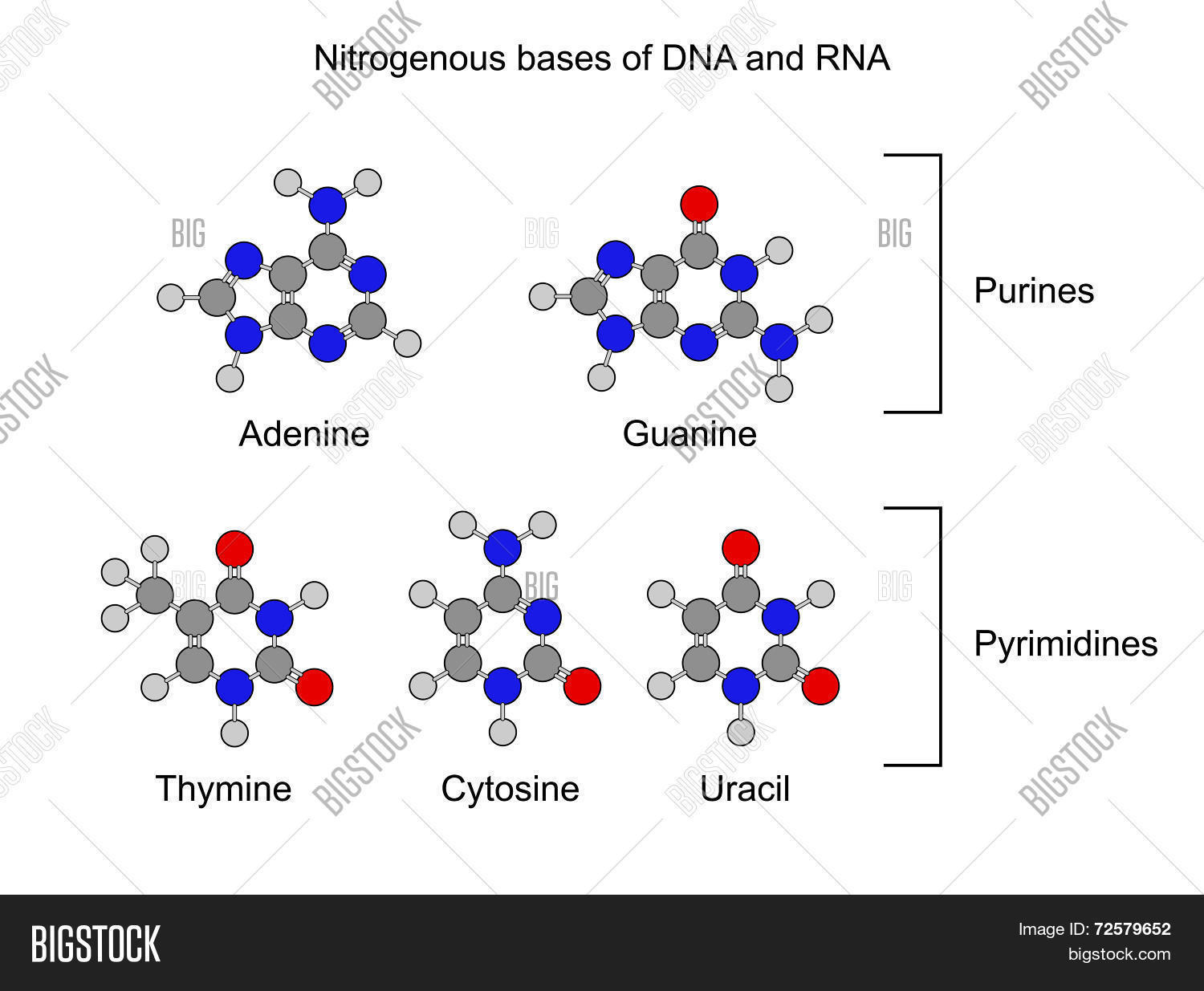Purine Pyrimidine Vector & Photo (Free Trial) | Bigstock