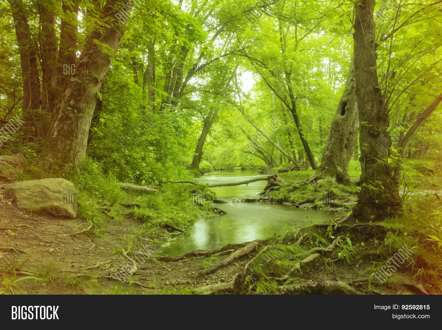 Magical Summer Swamp Image & Photo (Free Trial) | Bigstock