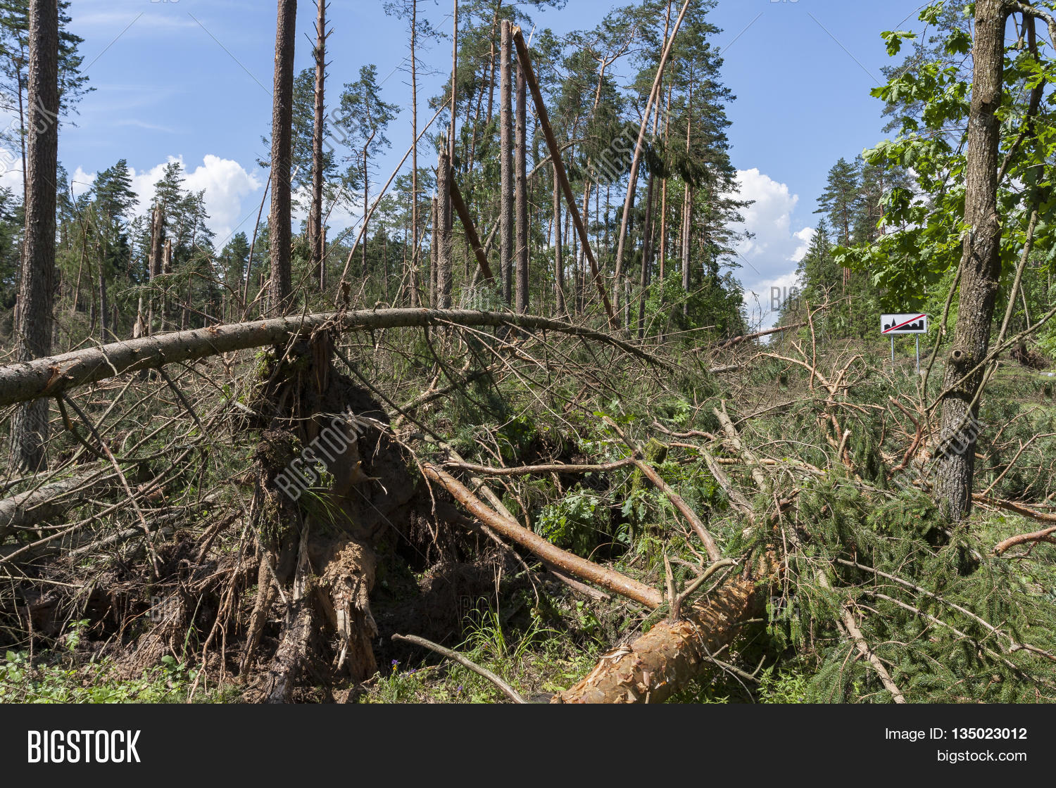 Broken Trees Blocking Image & Photo (Free Trial) | Bigstock