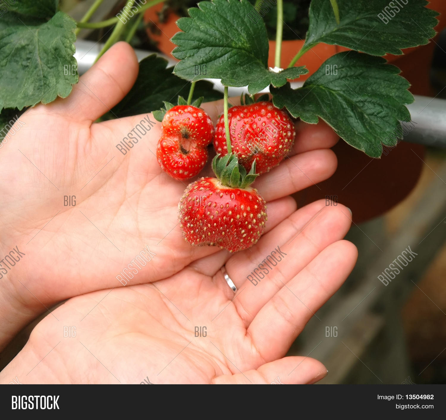 Strawberry Hands Image & Photo (Free Trial) | Bigstock
