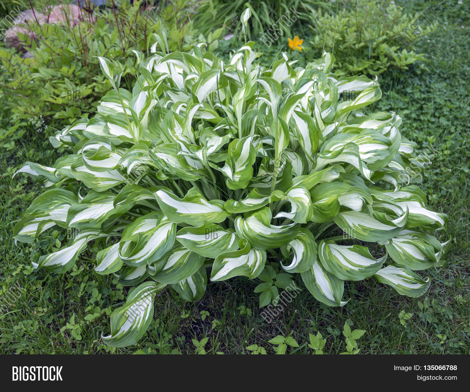 Bright Hosta Funkia Image & Photo (Free Trial) | Bigstock