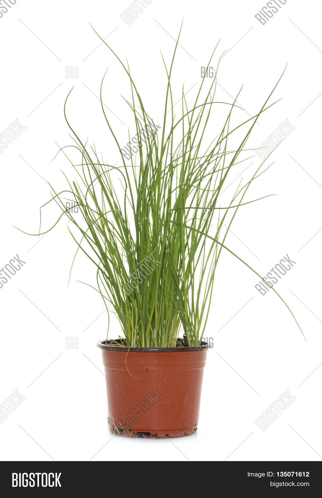 Fresh Chives Front Image & Photo (Free Trial) | Bigstock