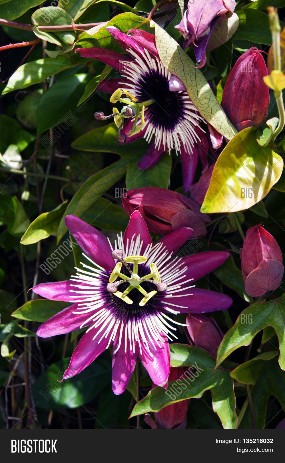 Opened Flowers Flower Image & Photo (Free Trial) | Bigstock