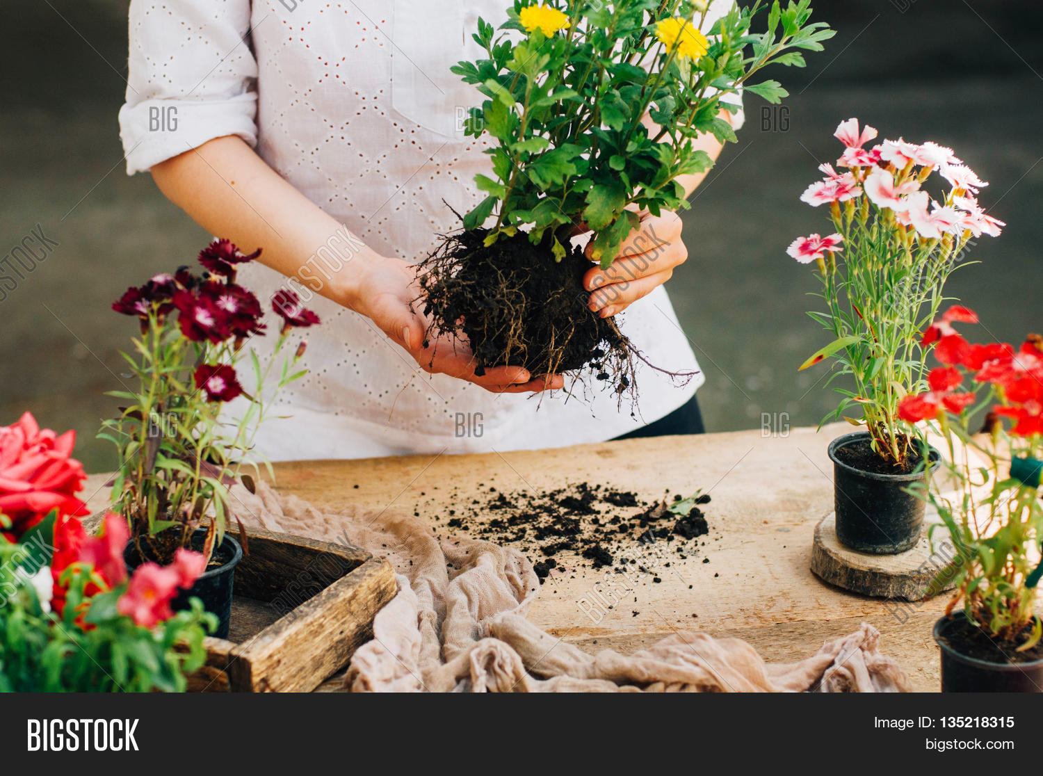 Gardener Doing Image & Photo (Free Trial) | Bigstock