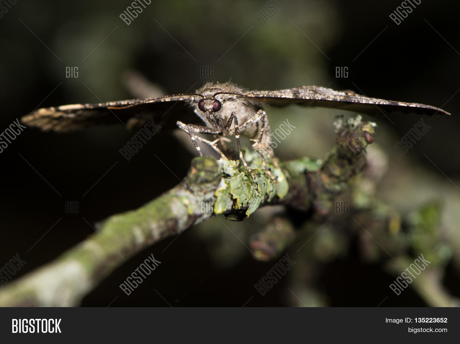 Mottled Beauty Moth ( Image & Photo (Free Trial) | Bigstock