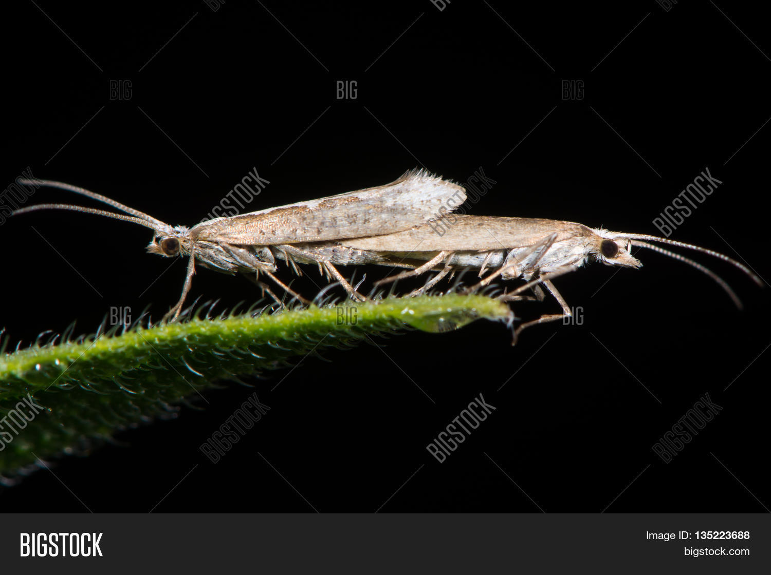 Diamond-back Moths ( Image & Photo (Free Trial) | Bigstock
