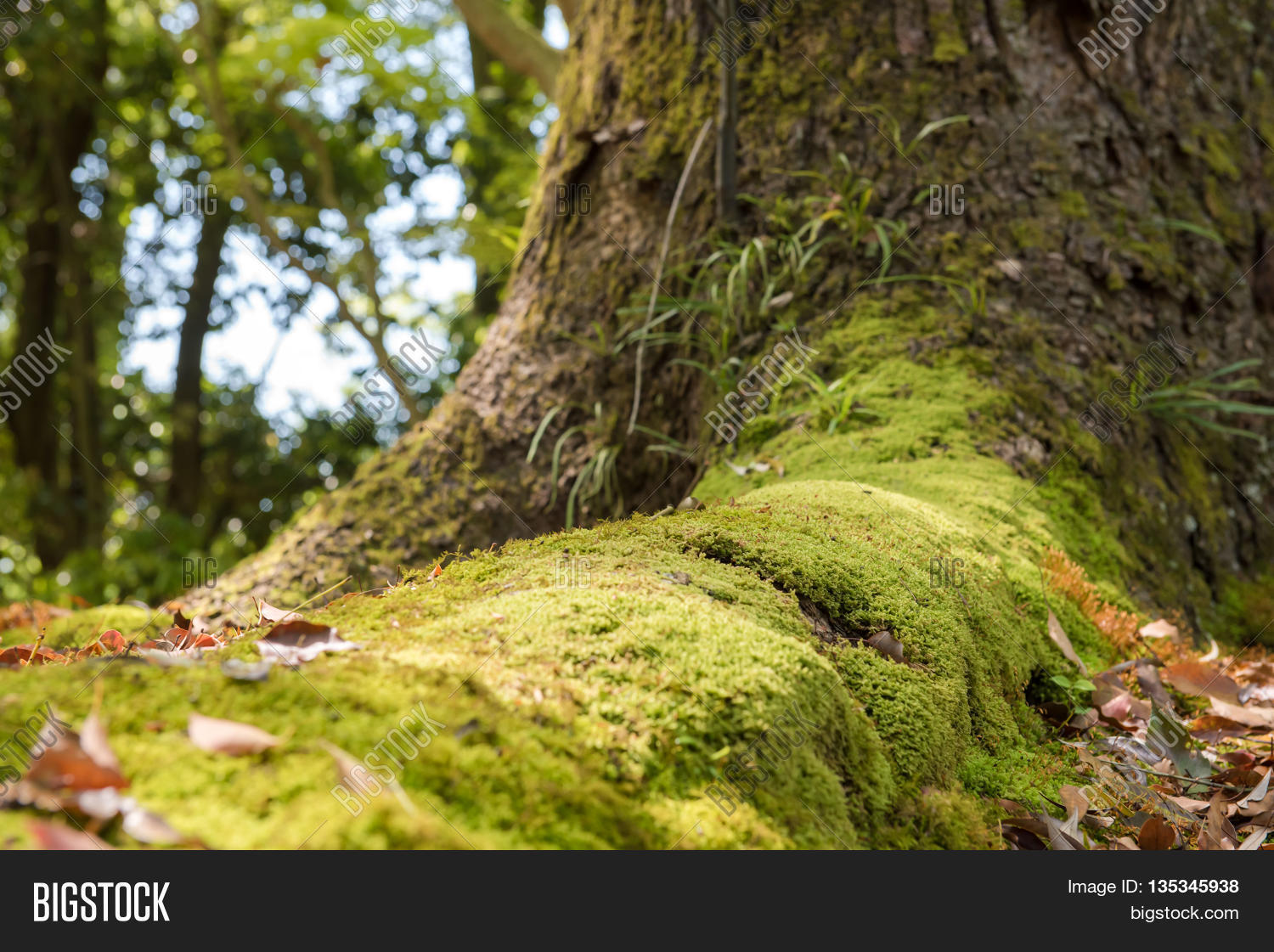 Parasite Plant Living Image & Photo (Free Trial) | Bigstock
