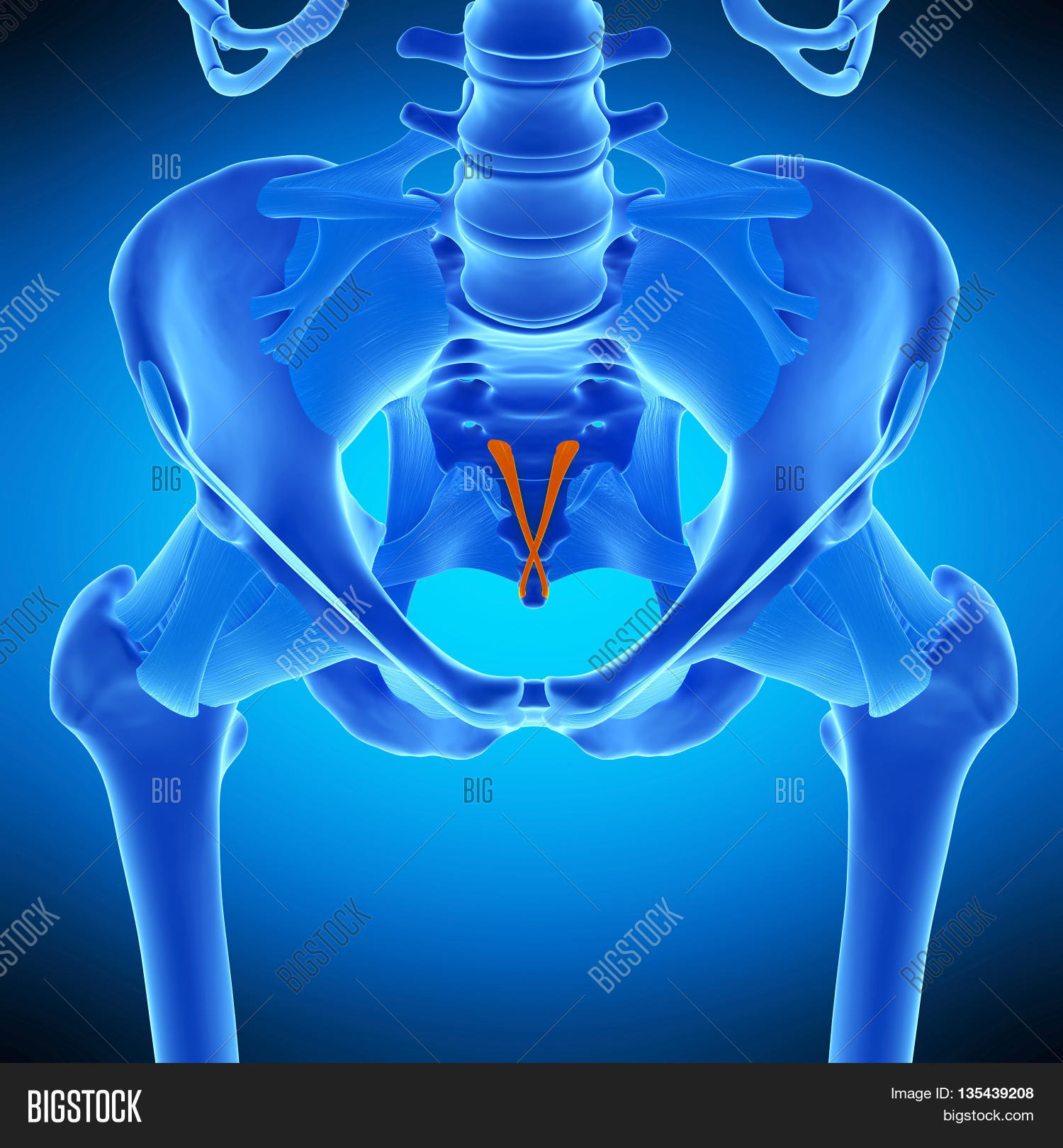3d Rendered, Medically Image & Photo (Free Trial) | Bigstock