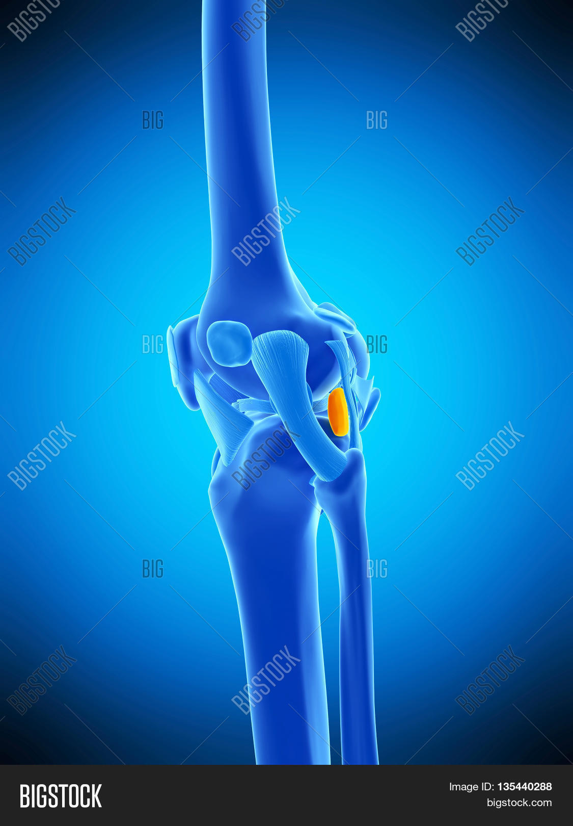 3d Rendered, Medically Image & Photo (Free Trial) | Bigstock