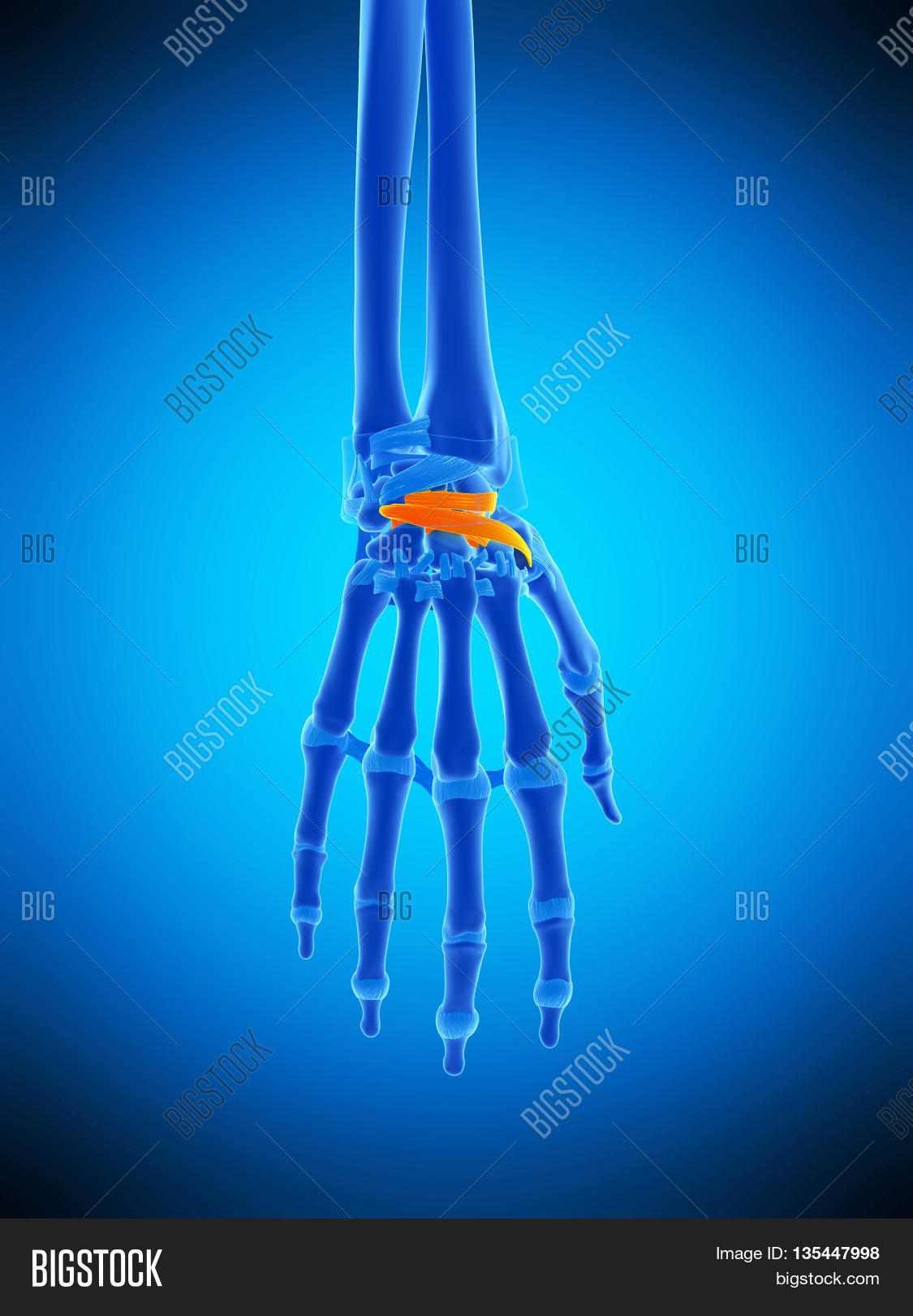 3d Rendered, Medically Image & Photo (Free Trial) | Bigstock