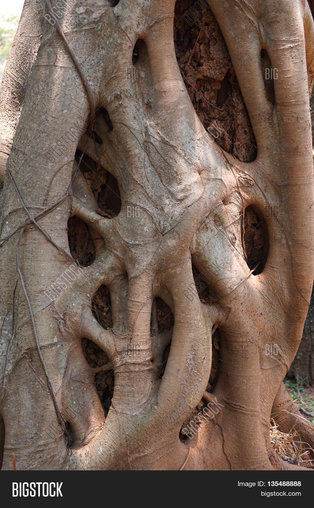 Close Strangler Fig Image & Photo (Free Trial) | Bigstock