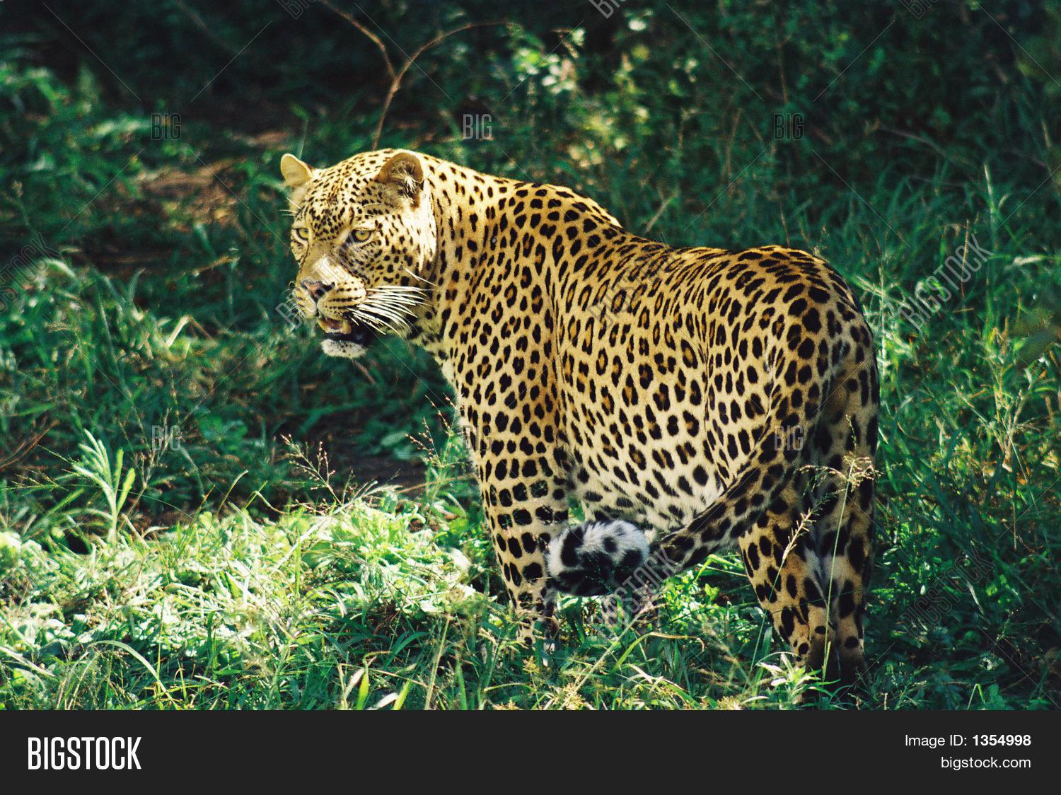 Male Leopard Image & Photo (Free Trial) | Bigstock