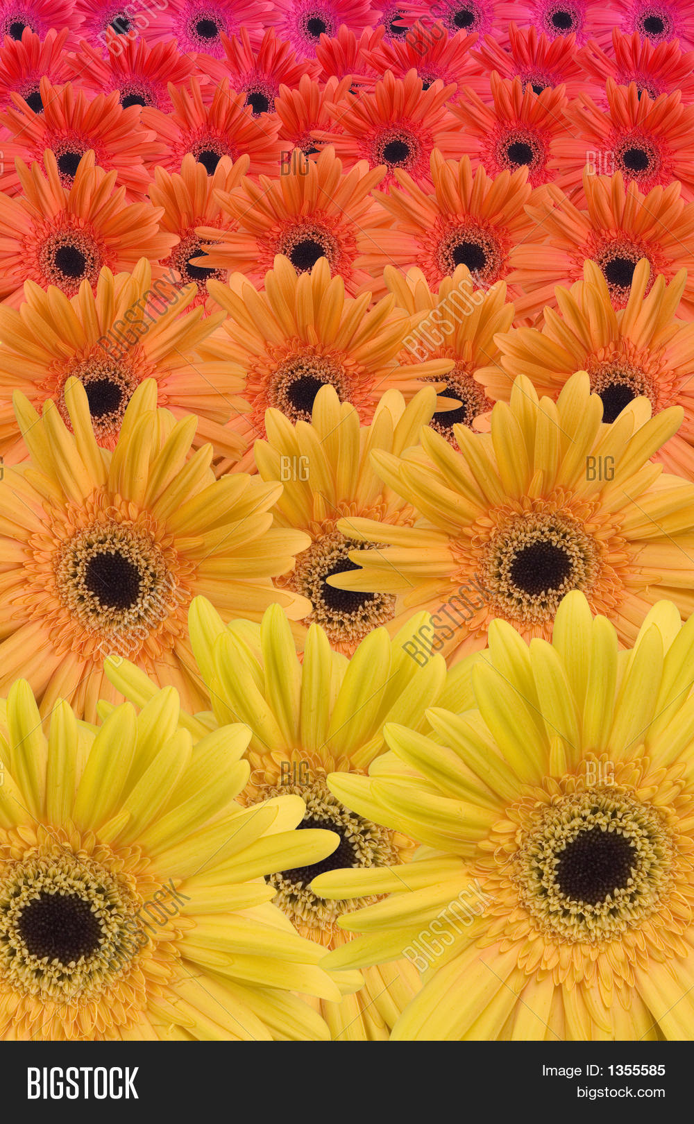 Gerbera Daisy Color Image & Photo (Free Trial) | Bigstock